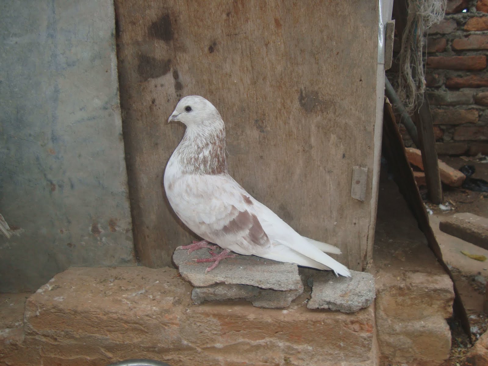 PIGEONS OF Nepal: SOME NEW PICTURES