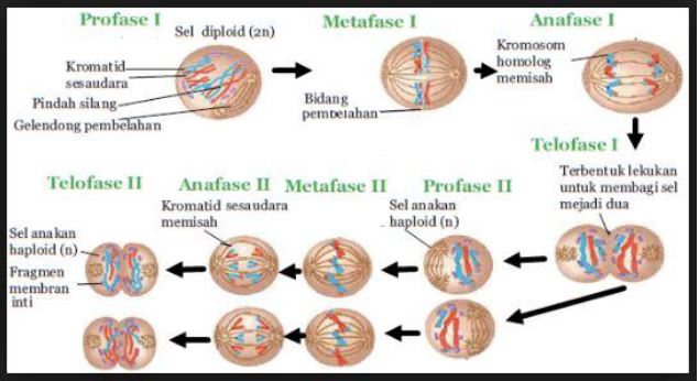 Materi Pembelahan Sel ( Amitosis, Mitosis dan Meiosis ) Mapel Biologi ...