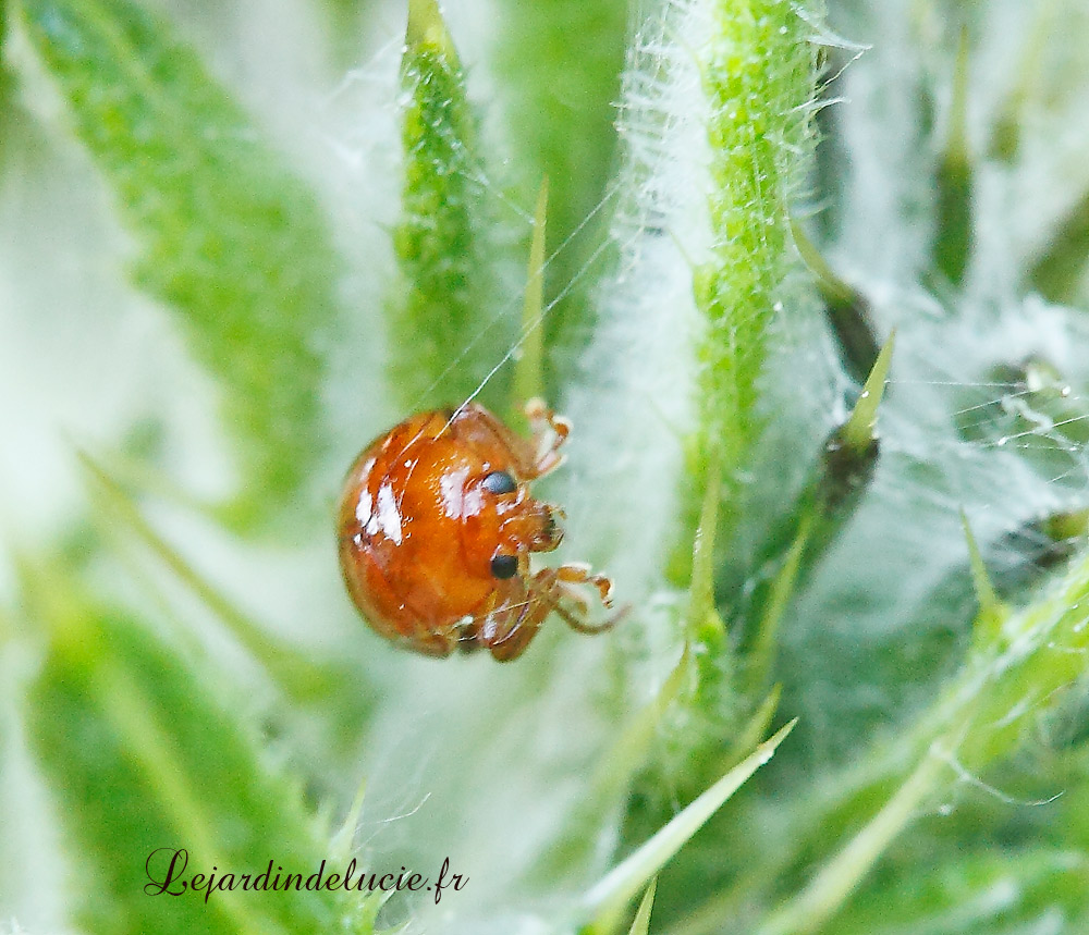Sphaeroderma rubidum, Altise rouge, une altise bien rondouillarde