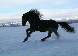 Informatii despre cai | Totul despre cai