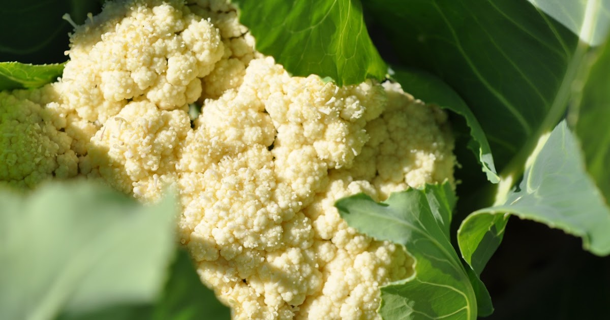HOW TO GROW CAULIFLOWERS FROM SEED |The Garden of Eaden