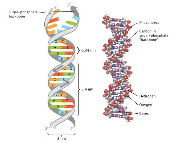 FULL FORM OF DNA full-form-of-dna