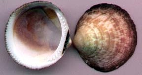 Behind the French Menu: Amande de Mer. The Sea Almond or Dog Cockle. A ...