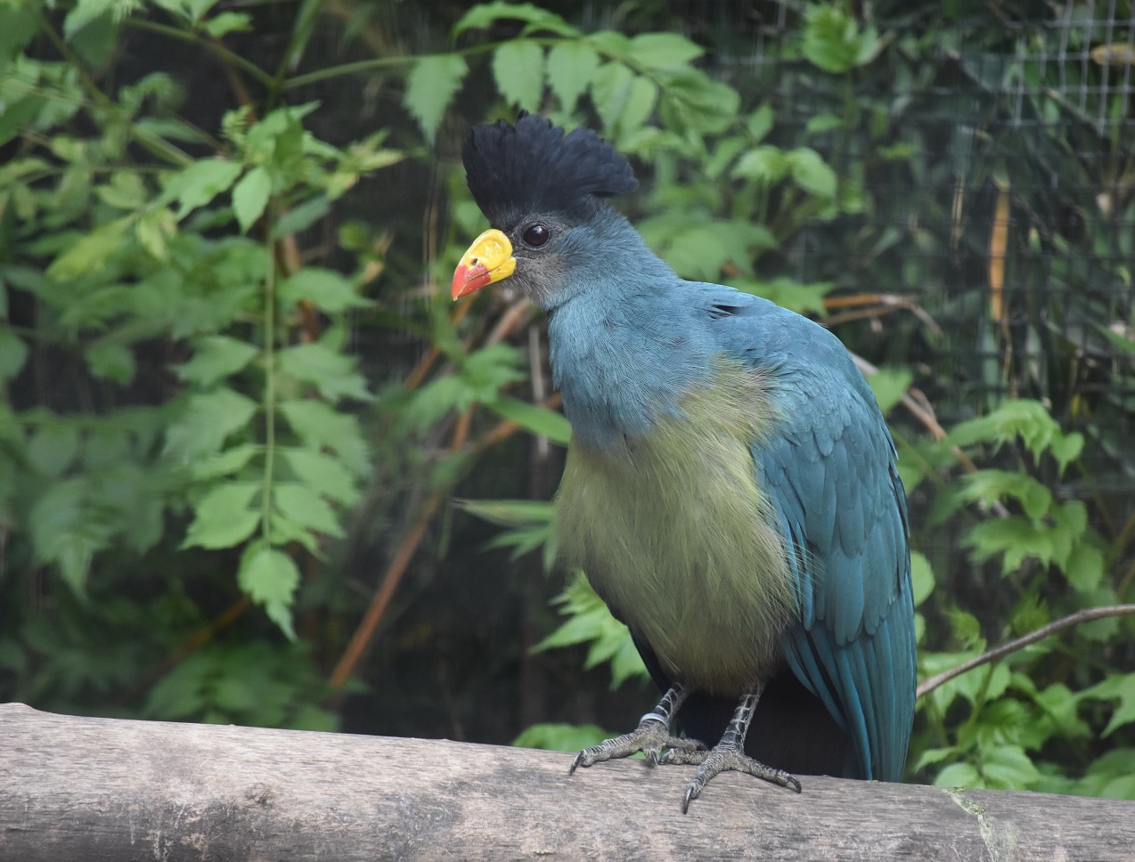 ZOOTOGRAFIANDO (6.100 ANIMALS): TURACO GIGANTE / GREAT BLUE TURACO ...