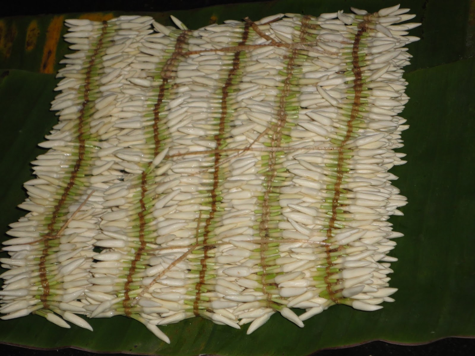 See What I See!!: JASMINE.. THE MALLIGE OF SOUTH CANARA