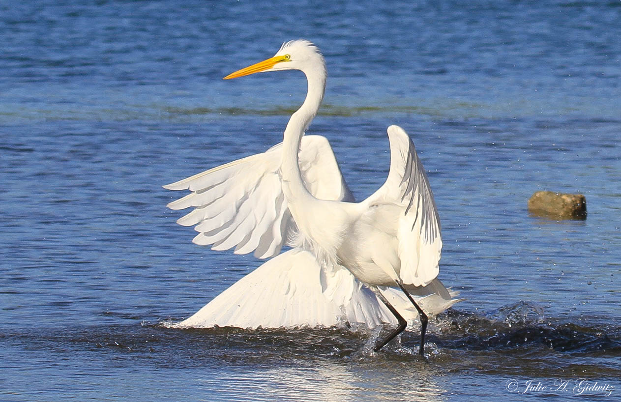 Birding Is Fun!: Flurry of Feathers