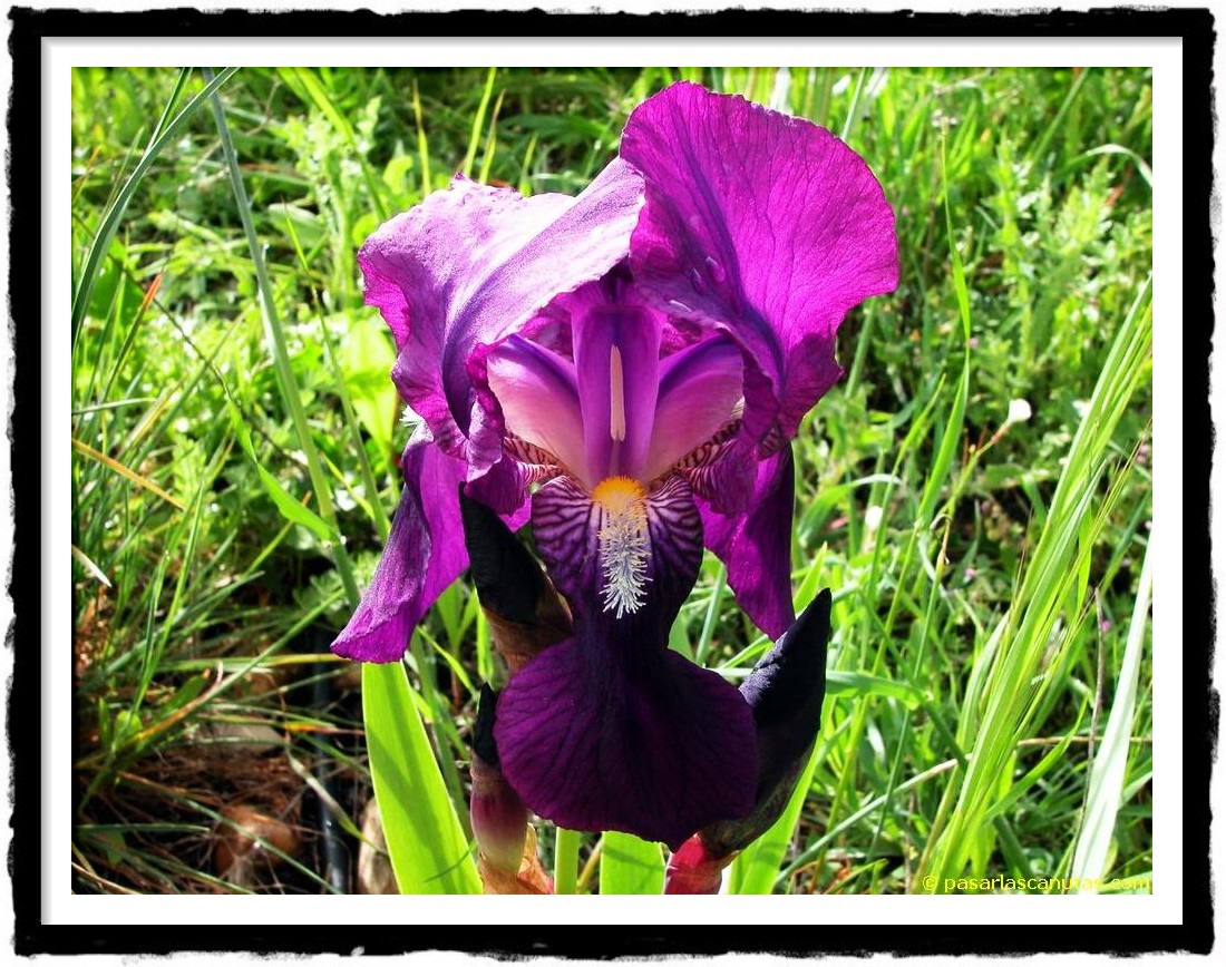 ! PALABRAS INTERESANTES, HERMOSAS, RARAS Y DIVERTIDAS: CÁRDENO, NA ...