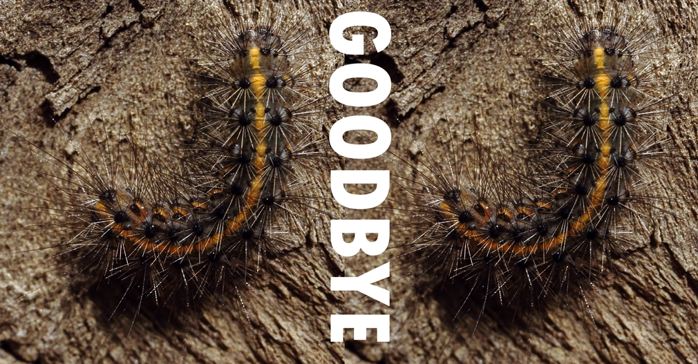 JJ's Photographic nature blog: The Curmudgeonly Old Bugger is born...