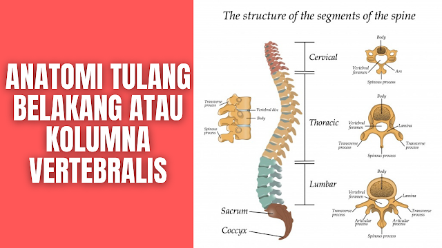 Anatomi Tulang Belakang atau Kolumna Vertebralis : Cervical, Thorax ...