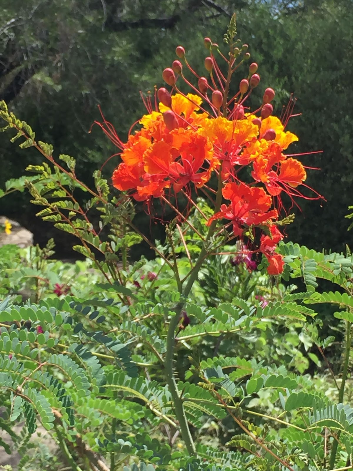 The Phytophactor: Friday Fabulous Flower - Gaudy Legume and home at last