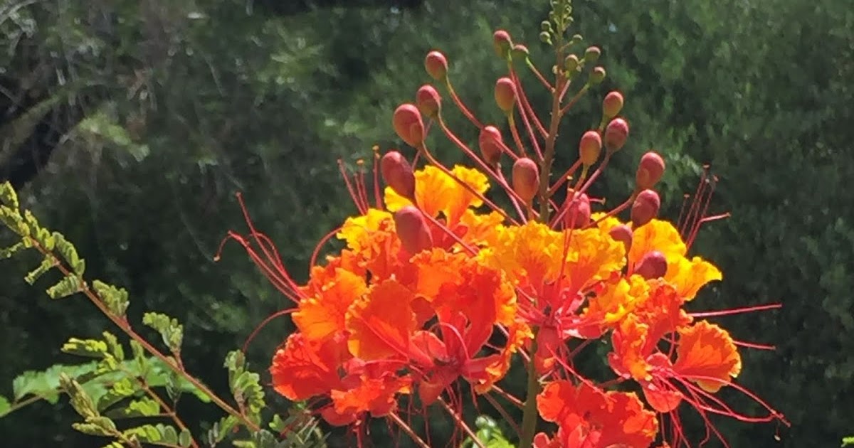 The Phytophactor: Friday Fabulous Flower - Gaudy Legume and home at last