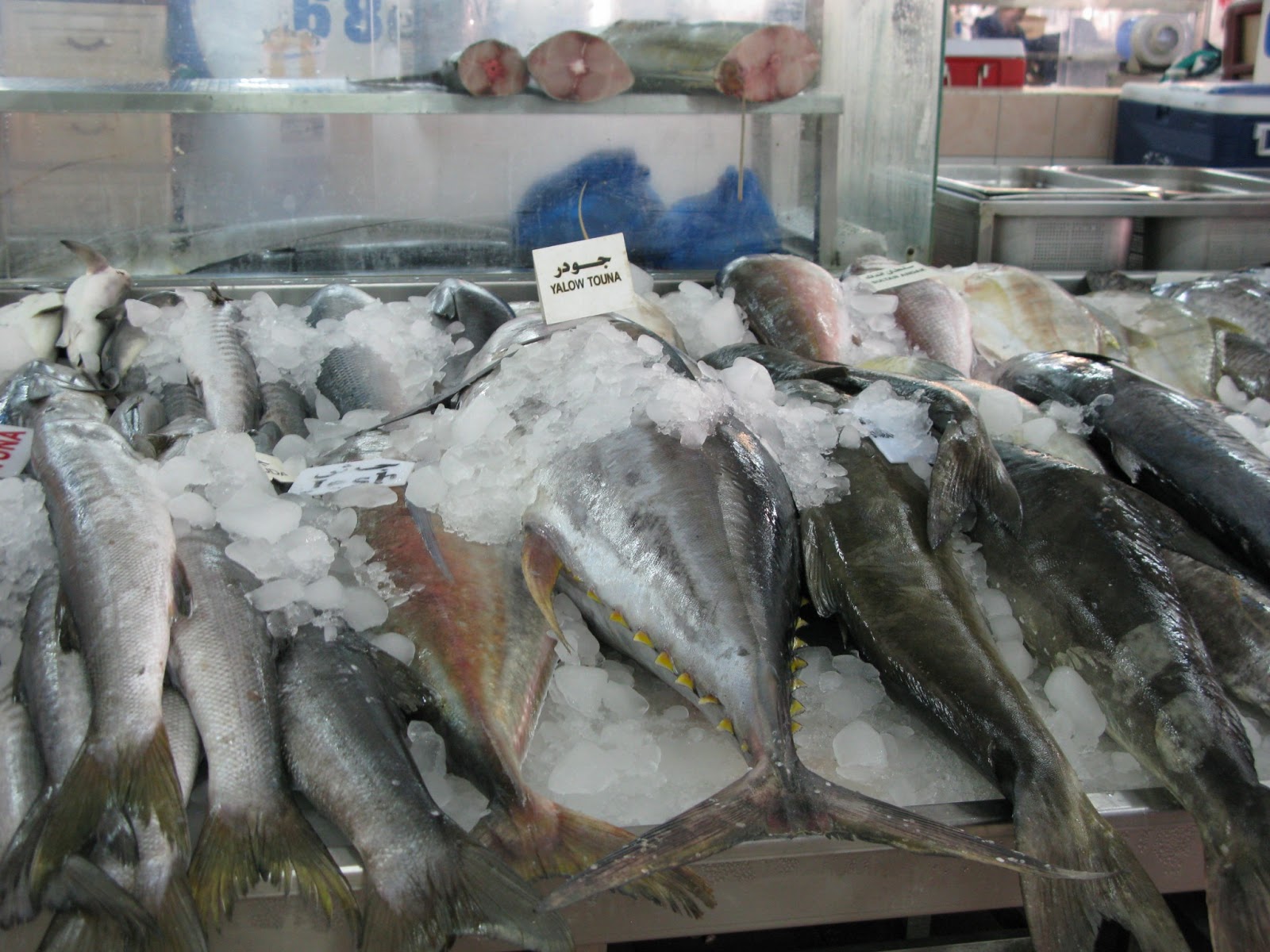 notes from a sun-scorched land: A trip to the Abu Dhabi Fish Market