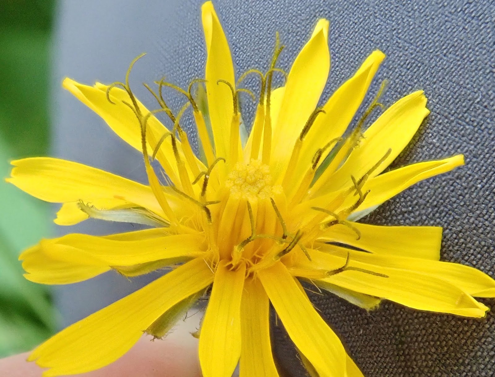 Violets and others: Crepis paludosa. Marsh Hawksbeard + Crepis lampsanoides