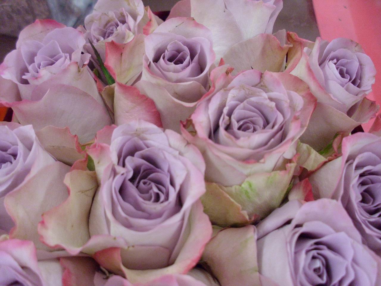le bouquet de roses mauve