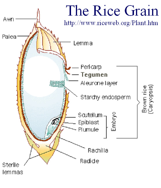 AGRICULTURE for Next Destination in Life: DORMANSI BENIH PADI