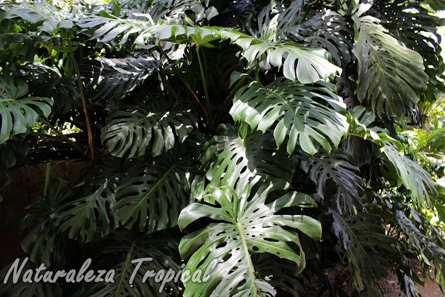 Conoce la costilla de Adán y sus cuidados: Monstera deliciosa | Plantas