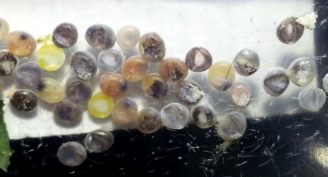 Amazing Silkworms: Laying eggs