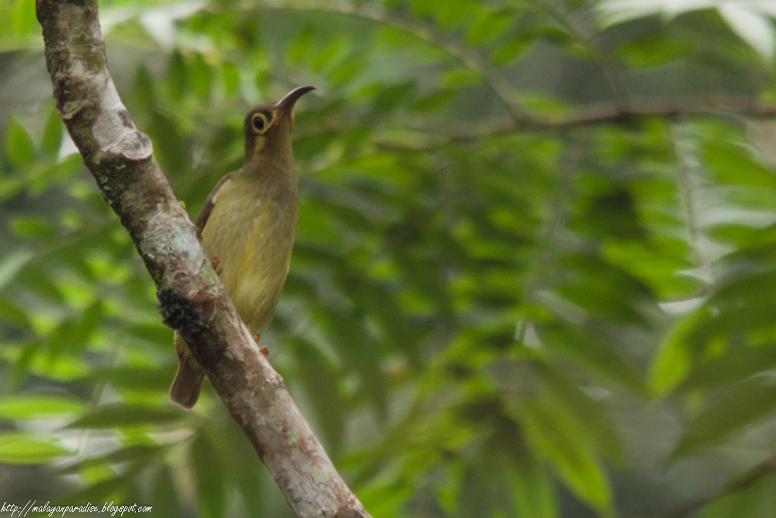 SOUTH EAST ASIA BIRDS - Malaysia birds paradise: The Spectacled ...