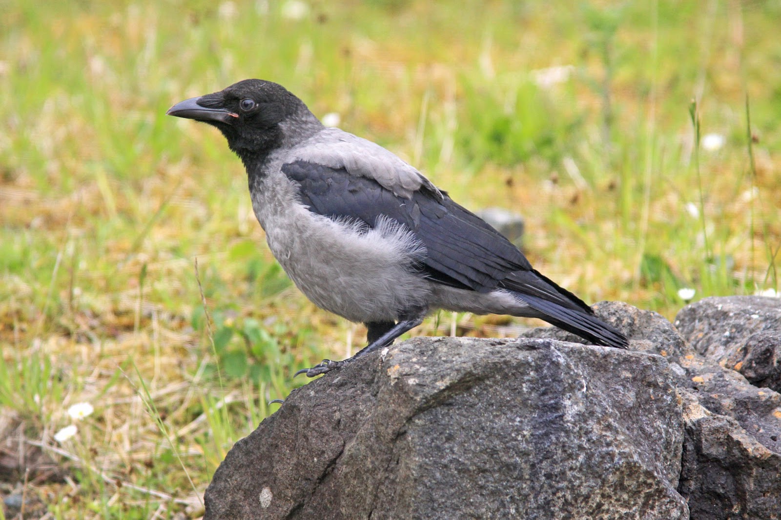 Northamptonshire Birding: Scotland Day 23 (Sunday 16th June)