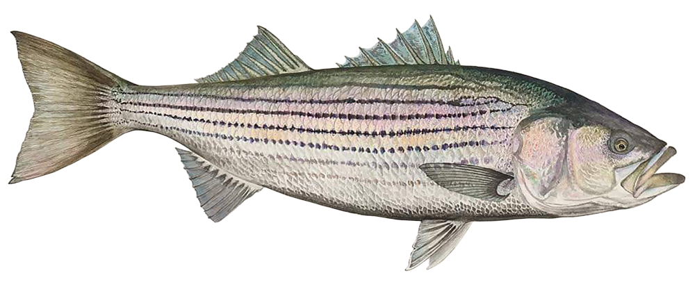 A Multitude Of Fins: Striped Bass: Illustrations & Wildlife Art