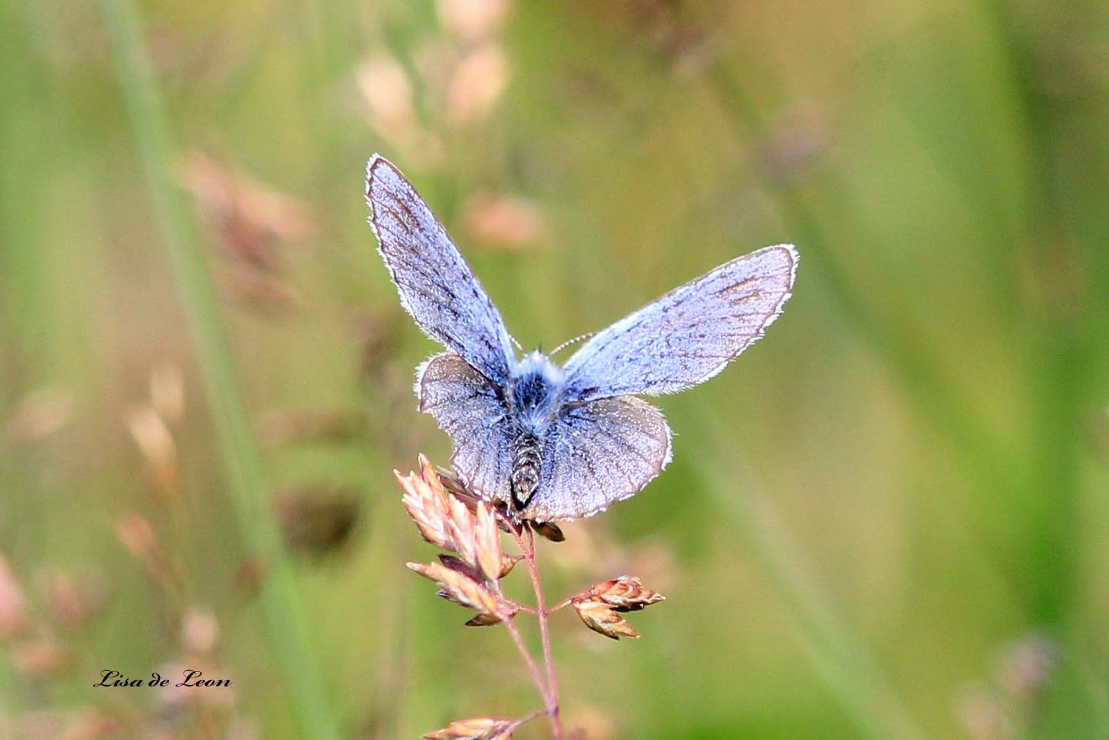 Birding with Lisa de Leon: Spring Azure Butterfly