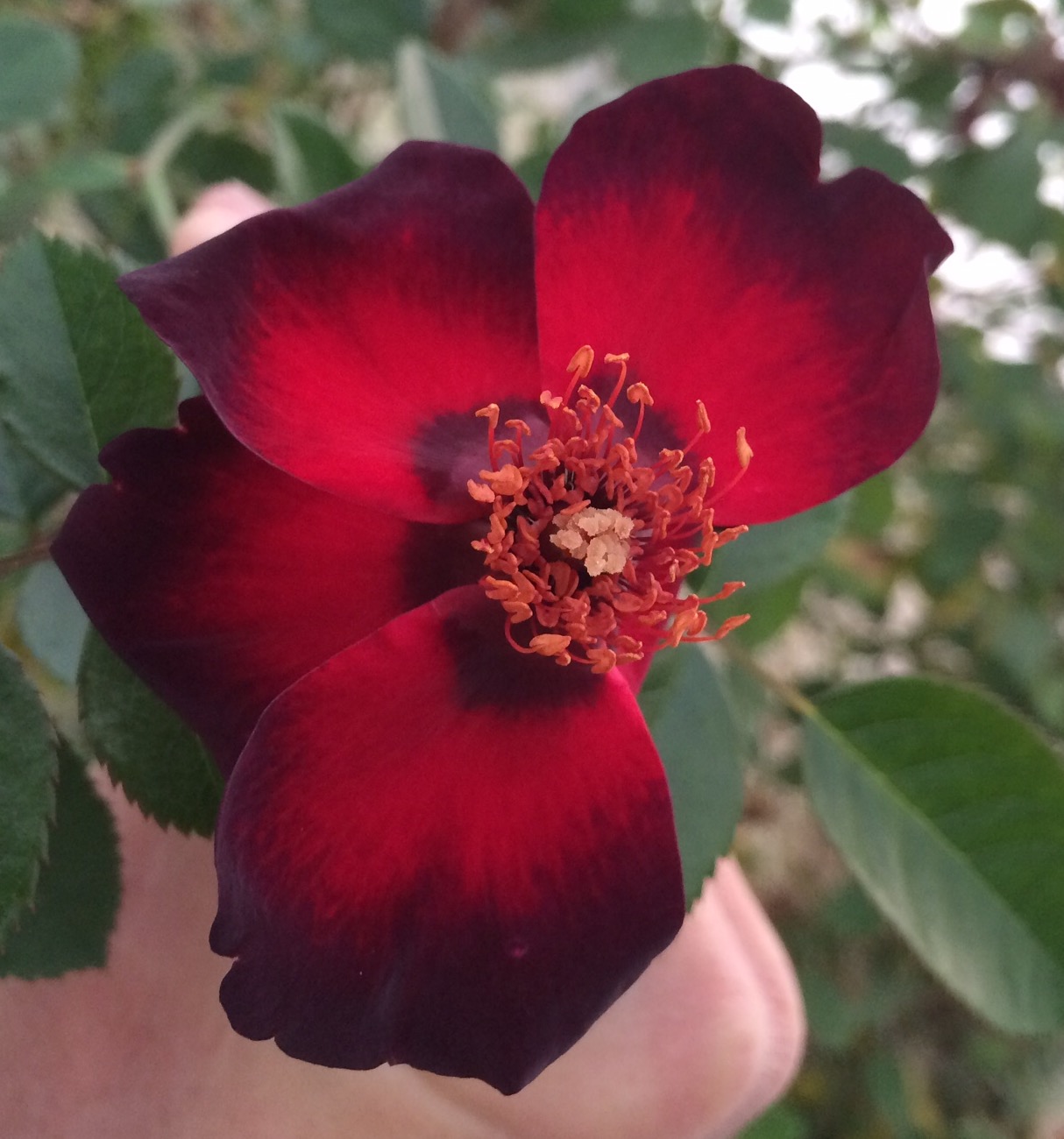 Rose Hybridizing: Late 2015 Hulthemia Blooms