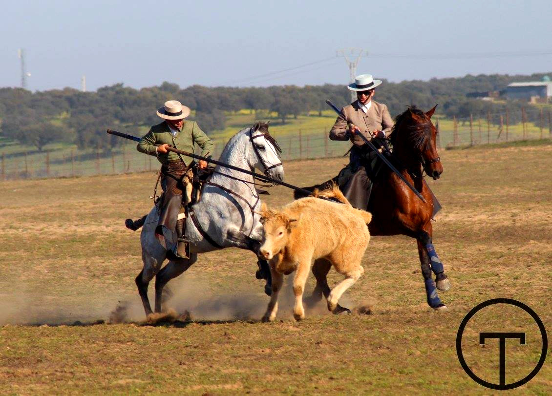 Blunders on the Danube: Spanish Garrochistas (Lancers)