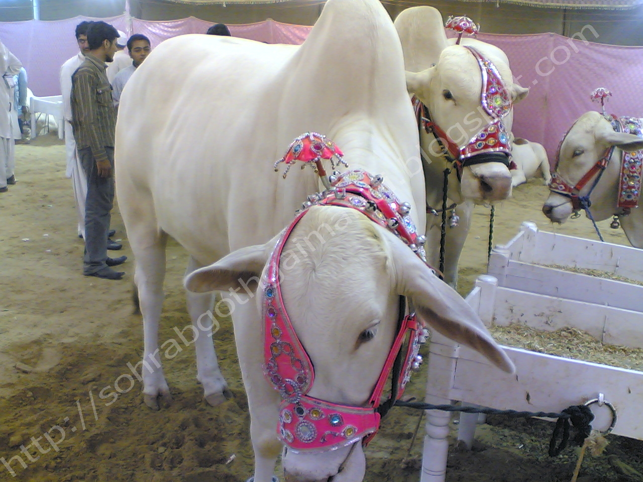 Sohrab Goth Gai Mandi Photos Gallery: Bakush Cattle Farm 2010
