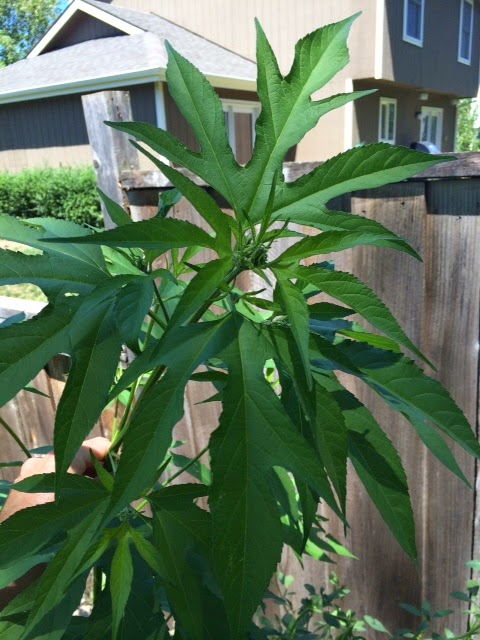 Ragweed! A Common Kansas Weed