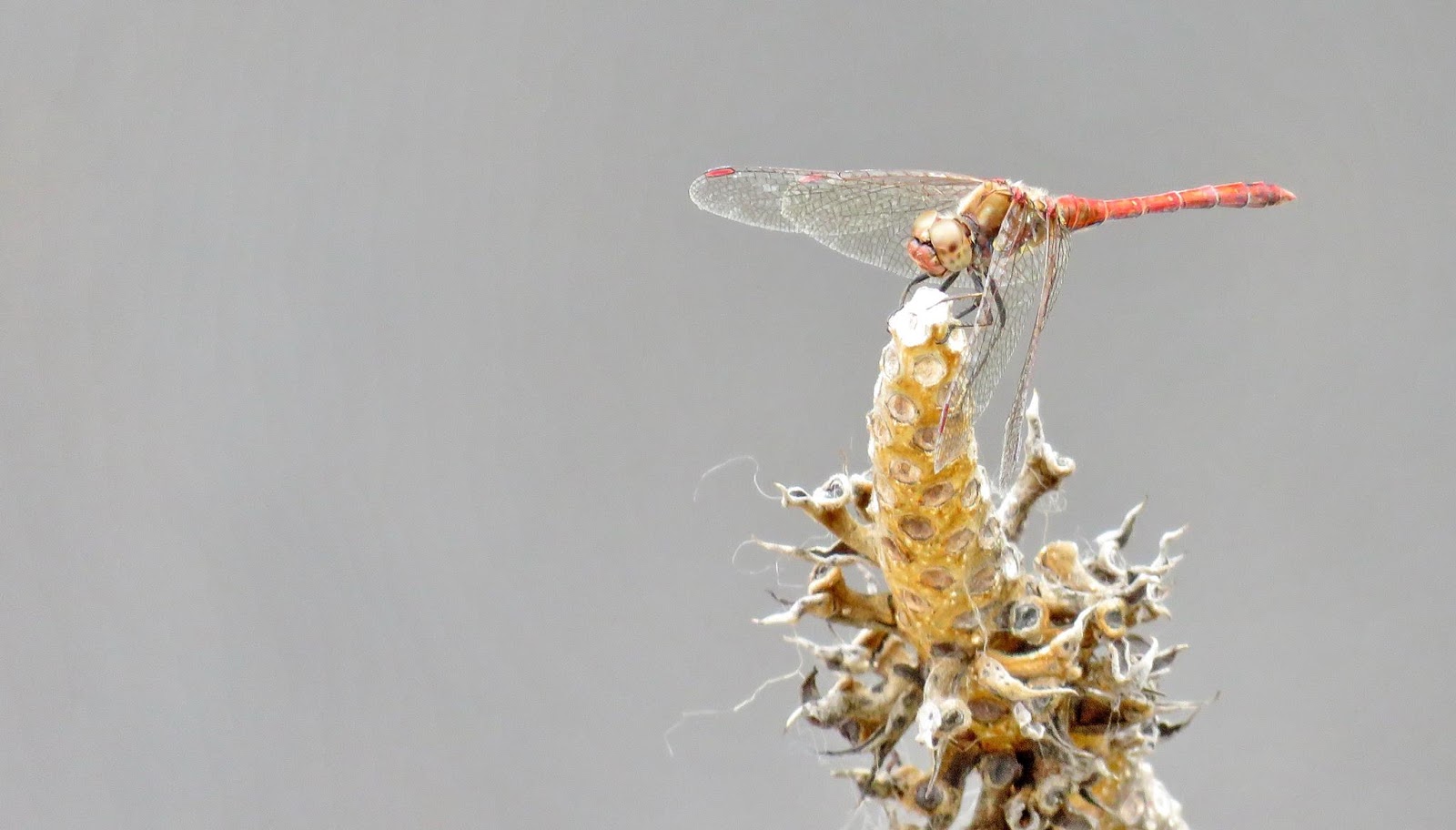 a libelinha - Funchal Daily Photo