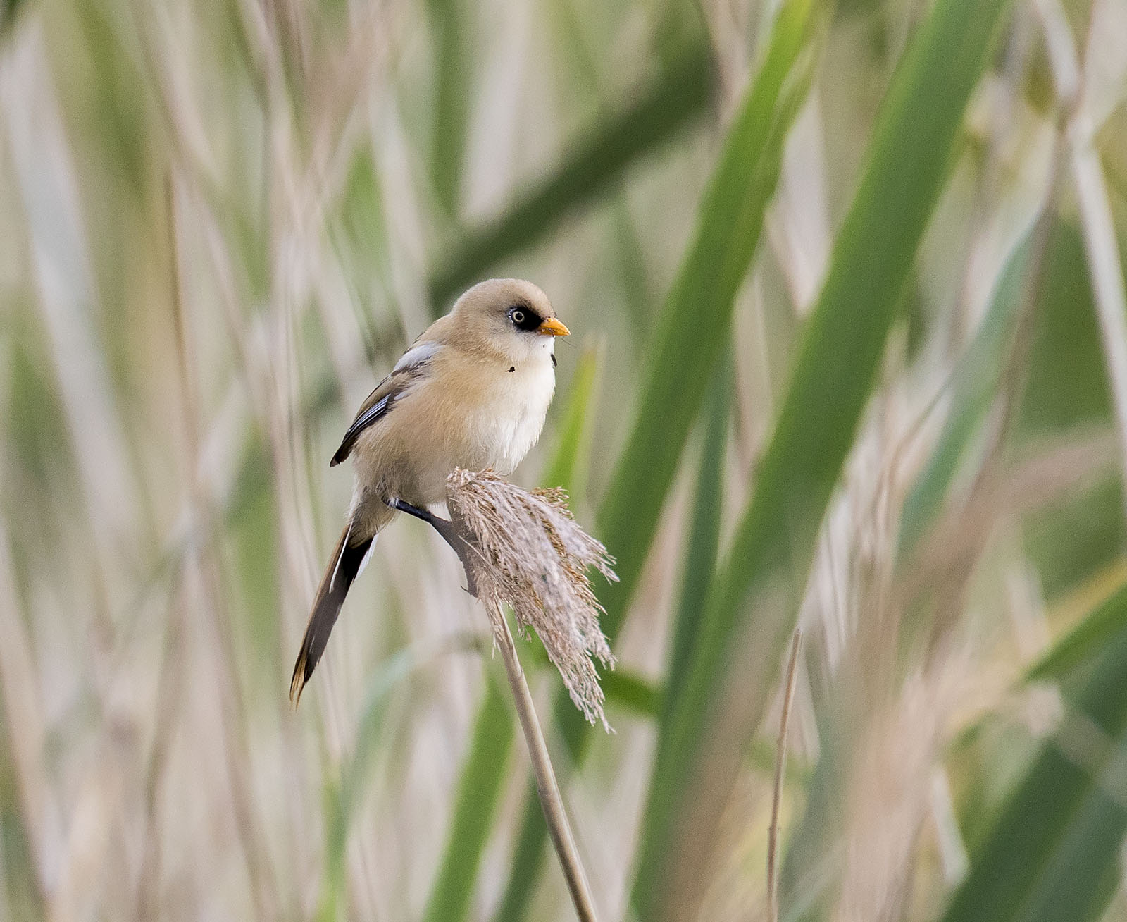 pewit: juvenile Bearded Tits, Parrotbills, Reedlings