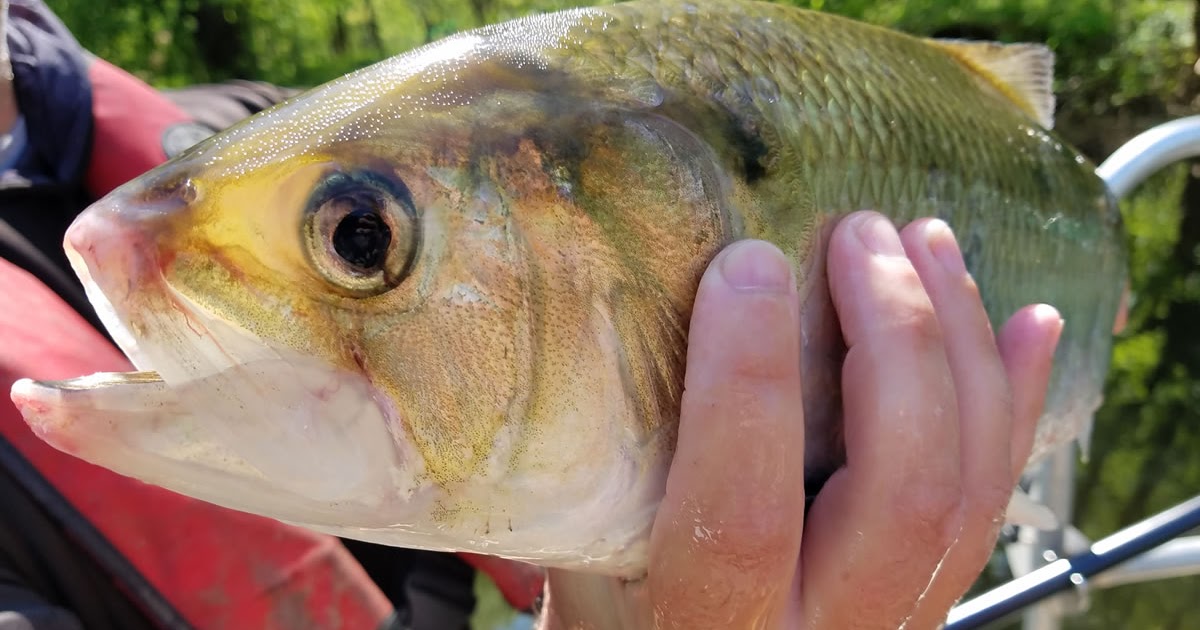 Endangered New Jersey: The Millstone River Fishery