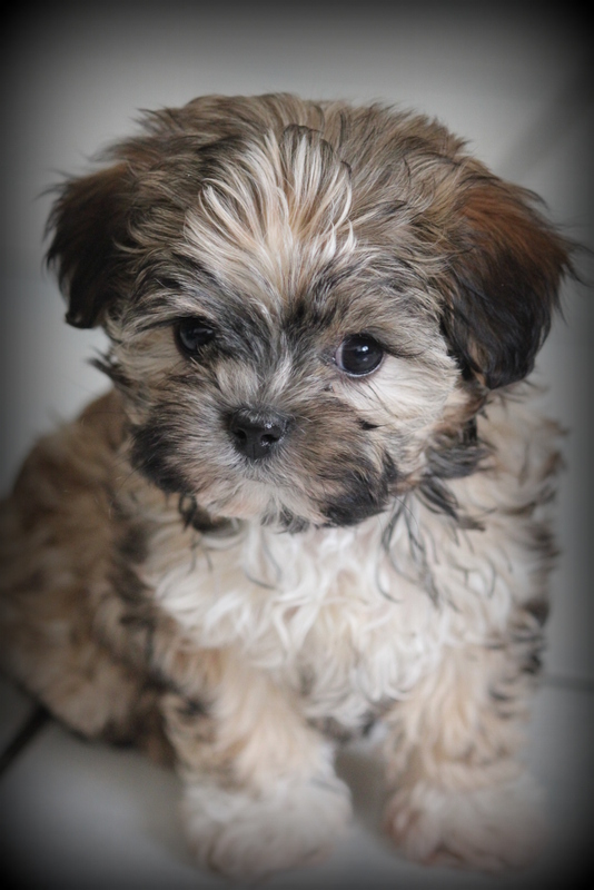 Bolonka Treasures Puppy Page: Gallery - Puppy Photos