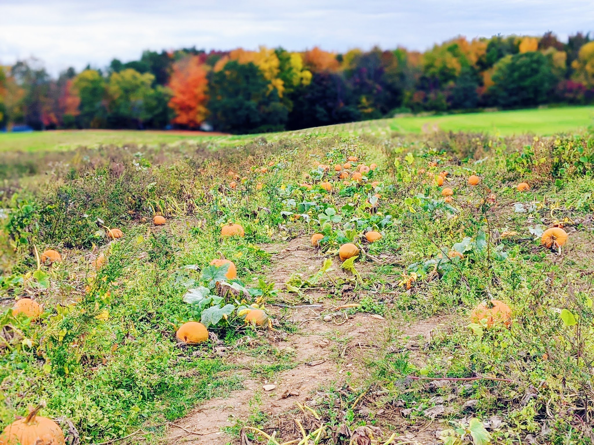 A Perfect Fall Weekend Photo Diary