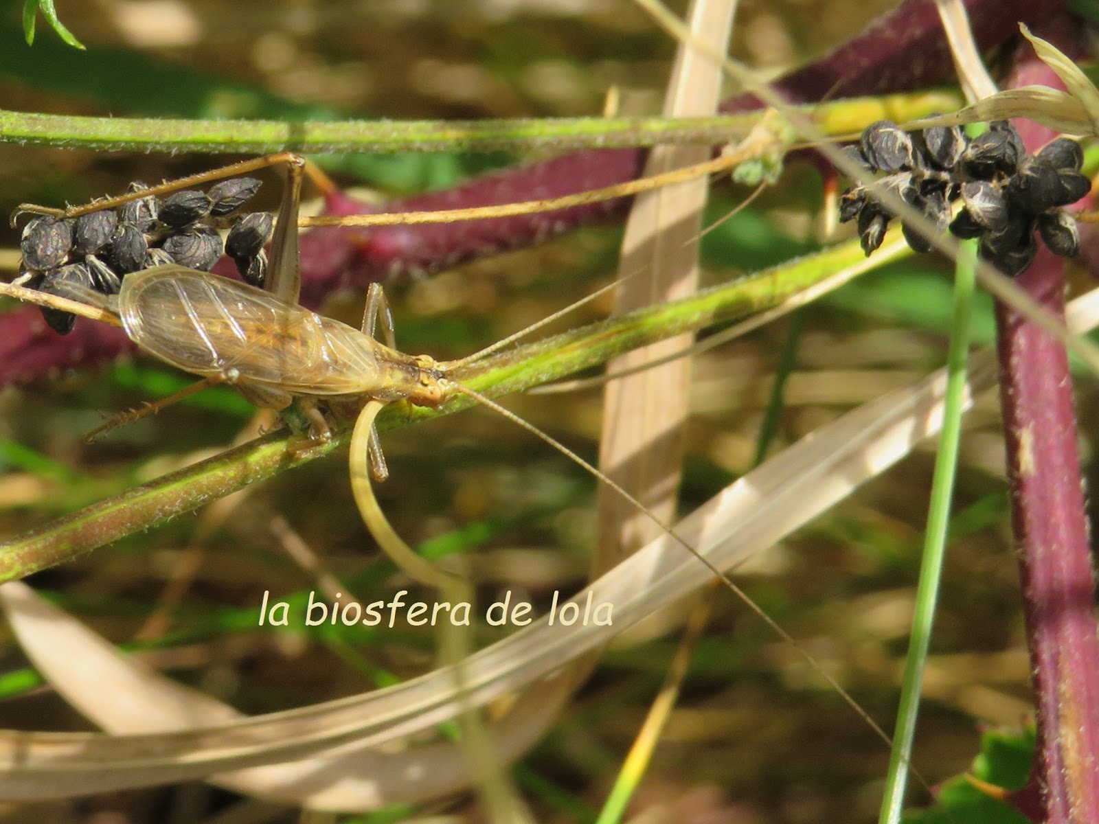 LA BIOSFERA DE LOLA: GRILLOS ITALIANOS....