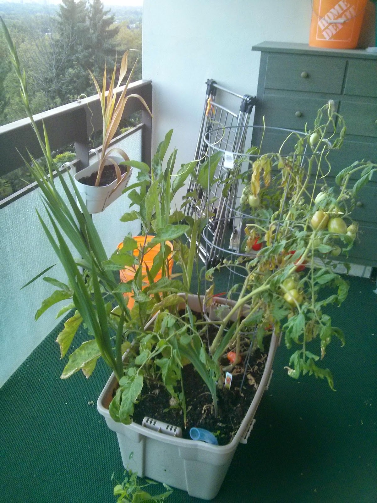 Growing Your Plants: DIY Earthbox - Eating With Gordon