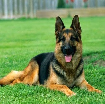 Γερμανικος Ποιμενικος (German Shepherd) | Ένας σκύλος για σένα