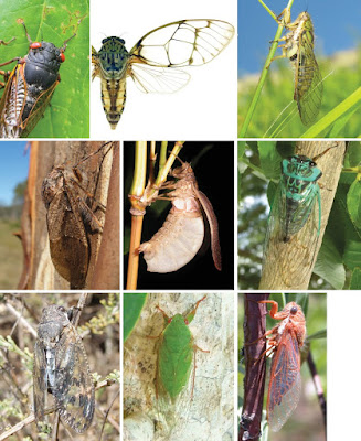 Species New to Science: [Entomology • 2018] A Molecular Phylogeny of ...