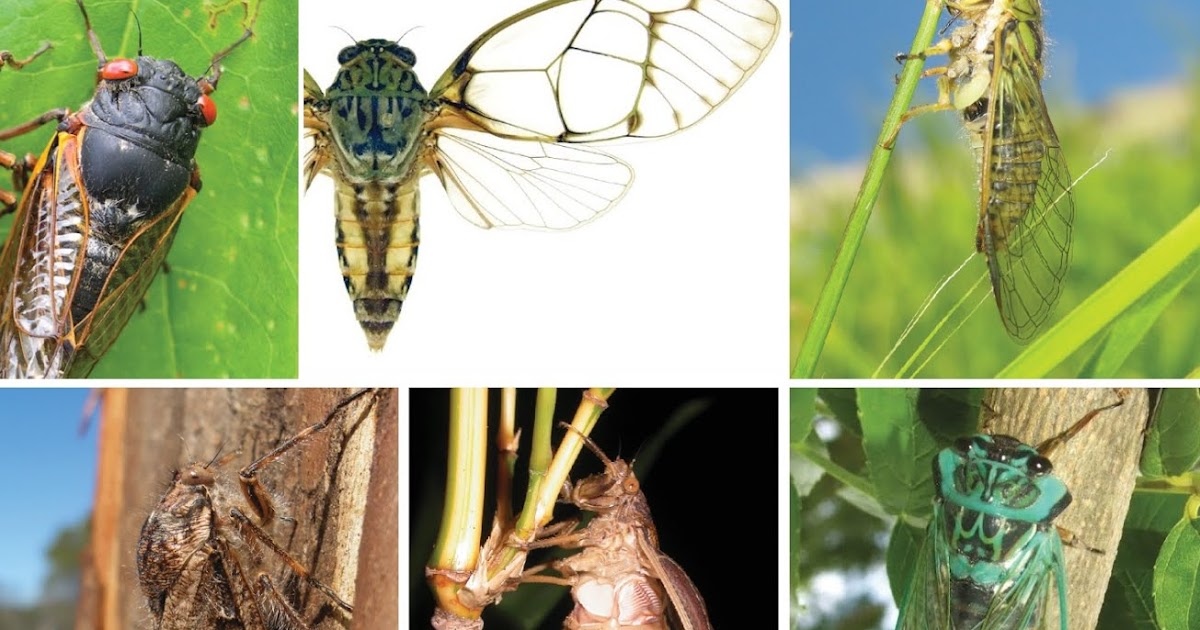 Species New to Science: [Entomology • 2018] A Molecular Phylogeny of ...