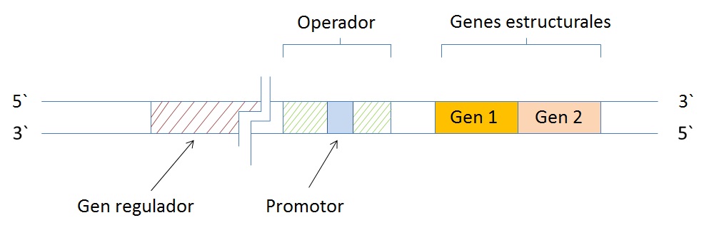 Club OIAB: Regulación de los genes en Procariotas