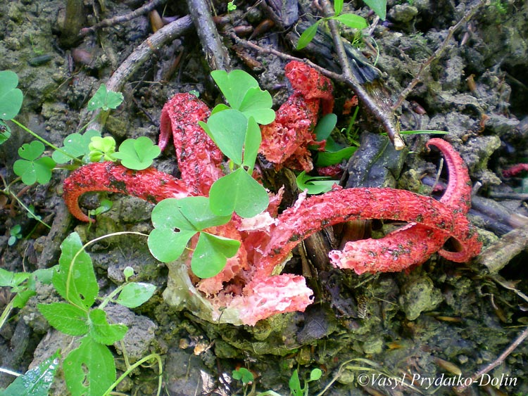this world we live in: Ensnared by a fungus