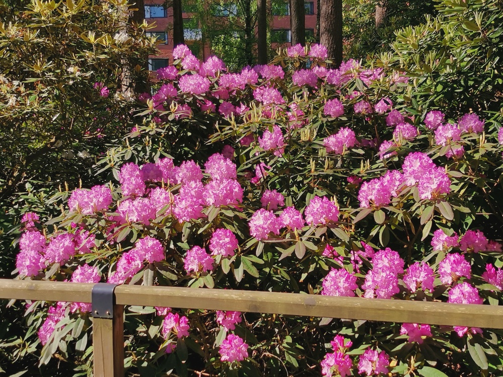 Floral Passions: Haaga Rhododendron Park - Rhodos