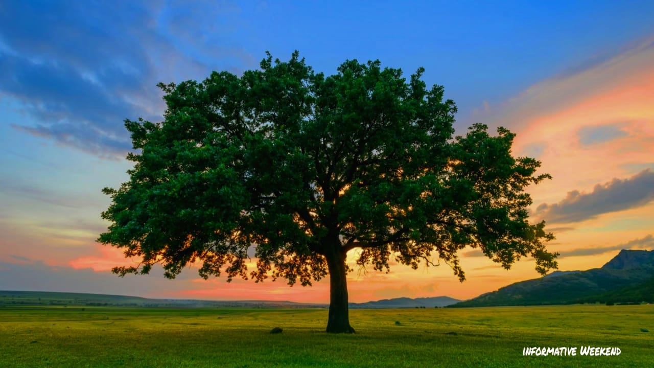 Our Earth without Trees - Informative Weekend