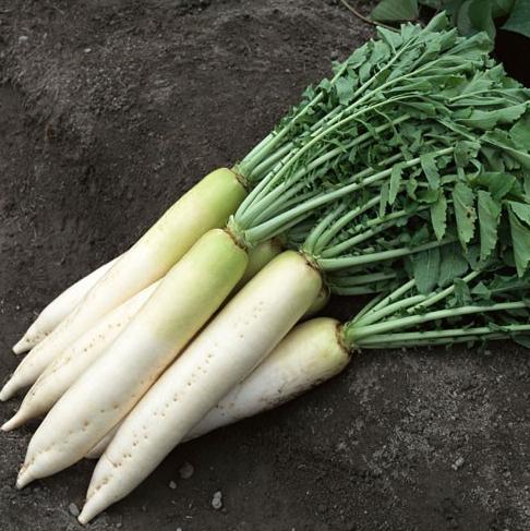 Raddish (Moolangi) Health benefits