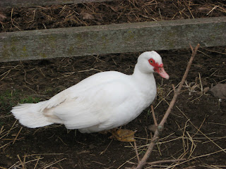 Brad: Scissor Rig Duck Blind Plans PDF Wooden Boat Plans