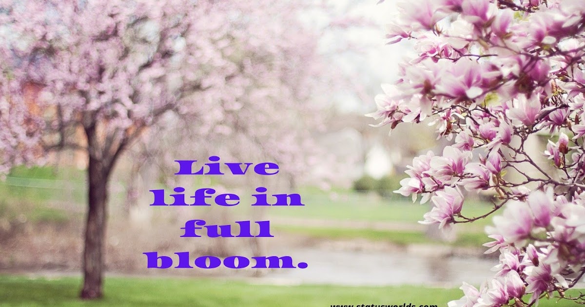 150+ [Top Class] Spring Status, Captions & Quotes For A Spring Lover ...