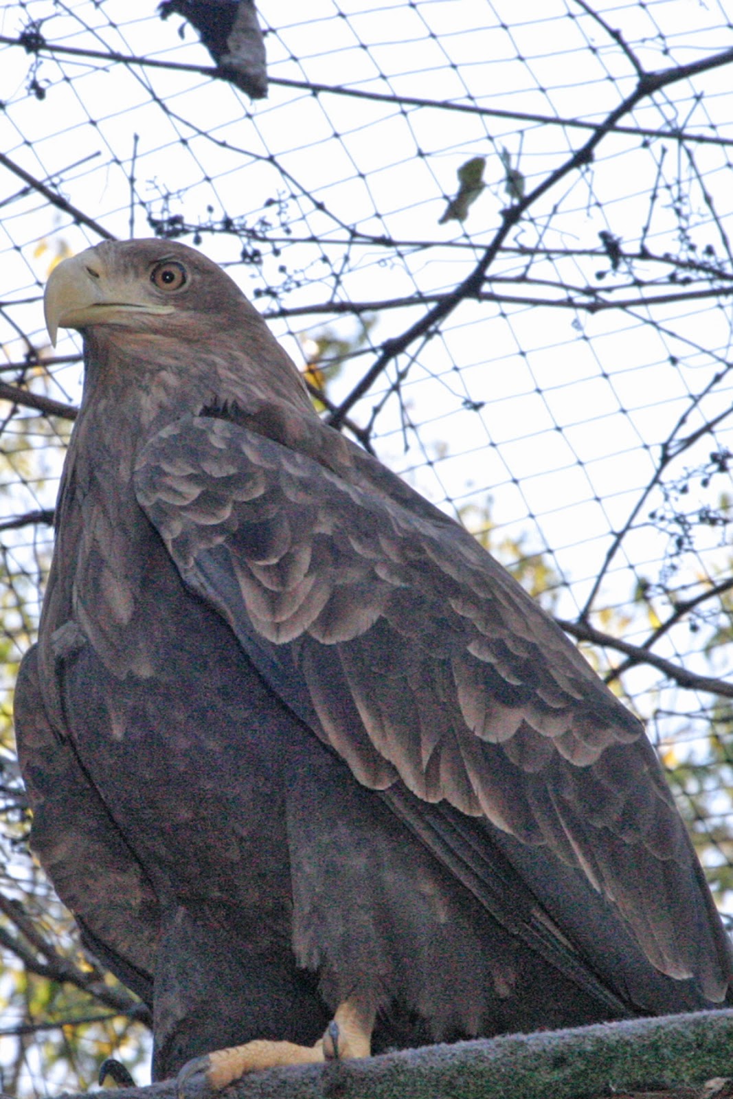 World Bird Sanctuary: Eagles of the World: The White-tailed Sea Eagle