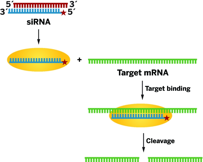 Biomedical sciences and pharmacology: Small Interfering RNAs: Gene ...
