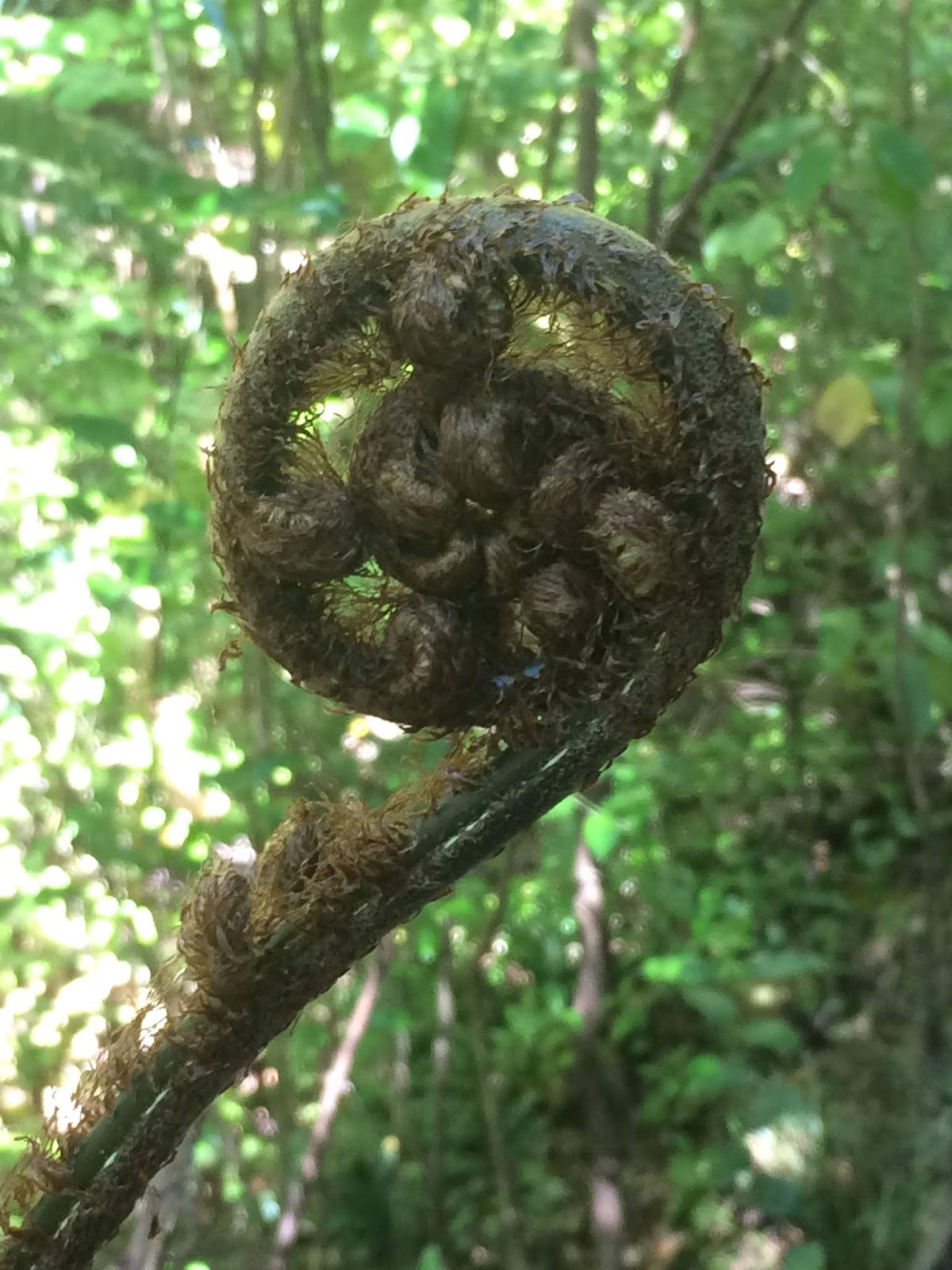 Explore and Discover Nature: Exploring Patterns in Nature - finding ...