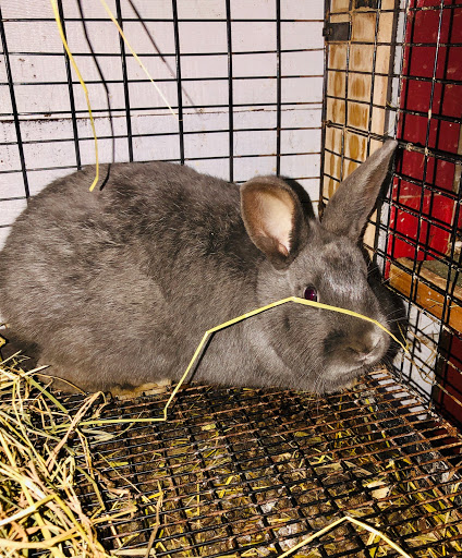 Reiter's Silver Fox Rabbits: Buck